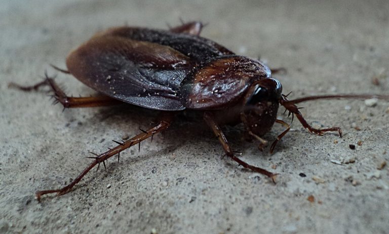 A Homeowner's Guide to Common House Bugs - ArticleCity.com