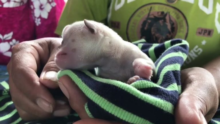 Mutant Puppy Born With One Eye Looks Like a Cyclops. Watch it Move ...