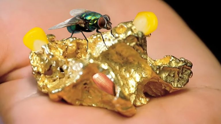 10 Most Expensive Feces Ever - ArticleCity.com