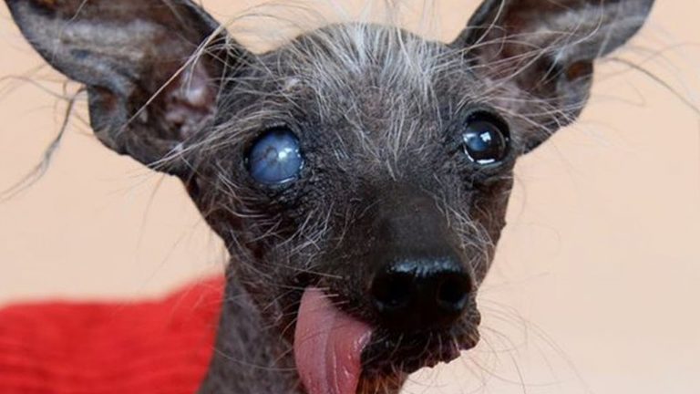 23 Rare Dog Breeds You May Have Never Heard About Articlecity