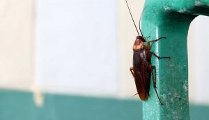 How to Spot the Signs of Cockroach Infestation - ArticleCity.com