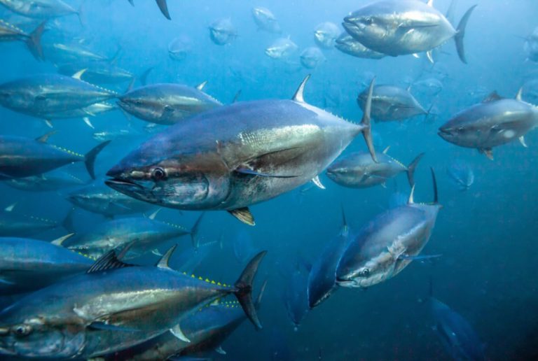 Interesting Facts About Pacific Bluefin Tuna - ArticleCity.com