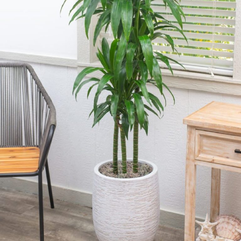 Everything You Need to Know About the Dracaena Elegance Cane (Dracaena deremensis) - ArticleCity.com