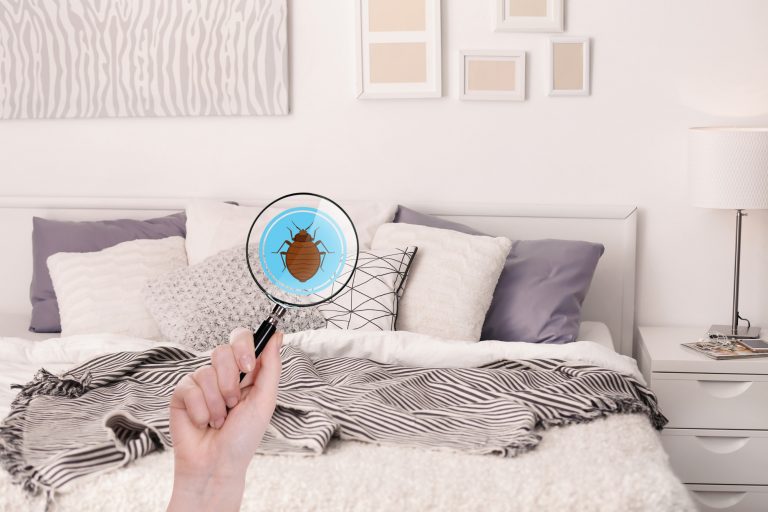 3 Tips For Spotting The Early Signs Of Bed Bug Bites